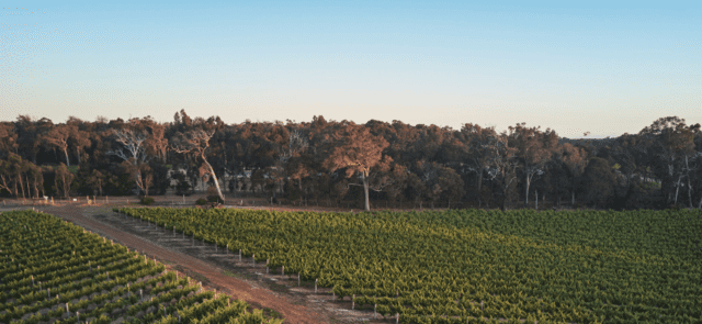 Cape to Grape Wine Tasting & Lunch by Helicopter - Scenic Flight Booker